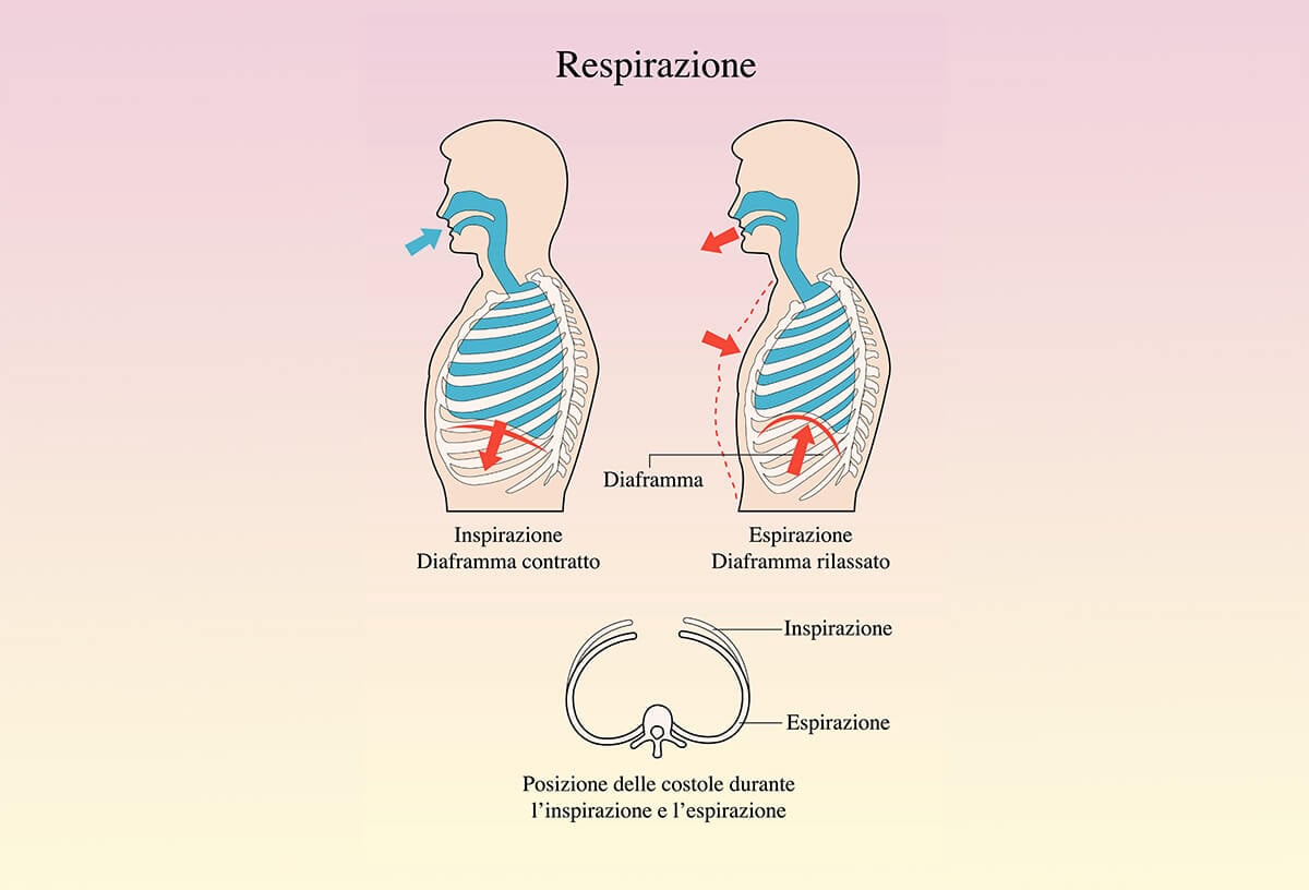 Dirga Pranayama O Respiro In Tre Parti: Come Eseguirlo Dirga Pranayama O Respiro In Tre Parti: Come Eseguirlo